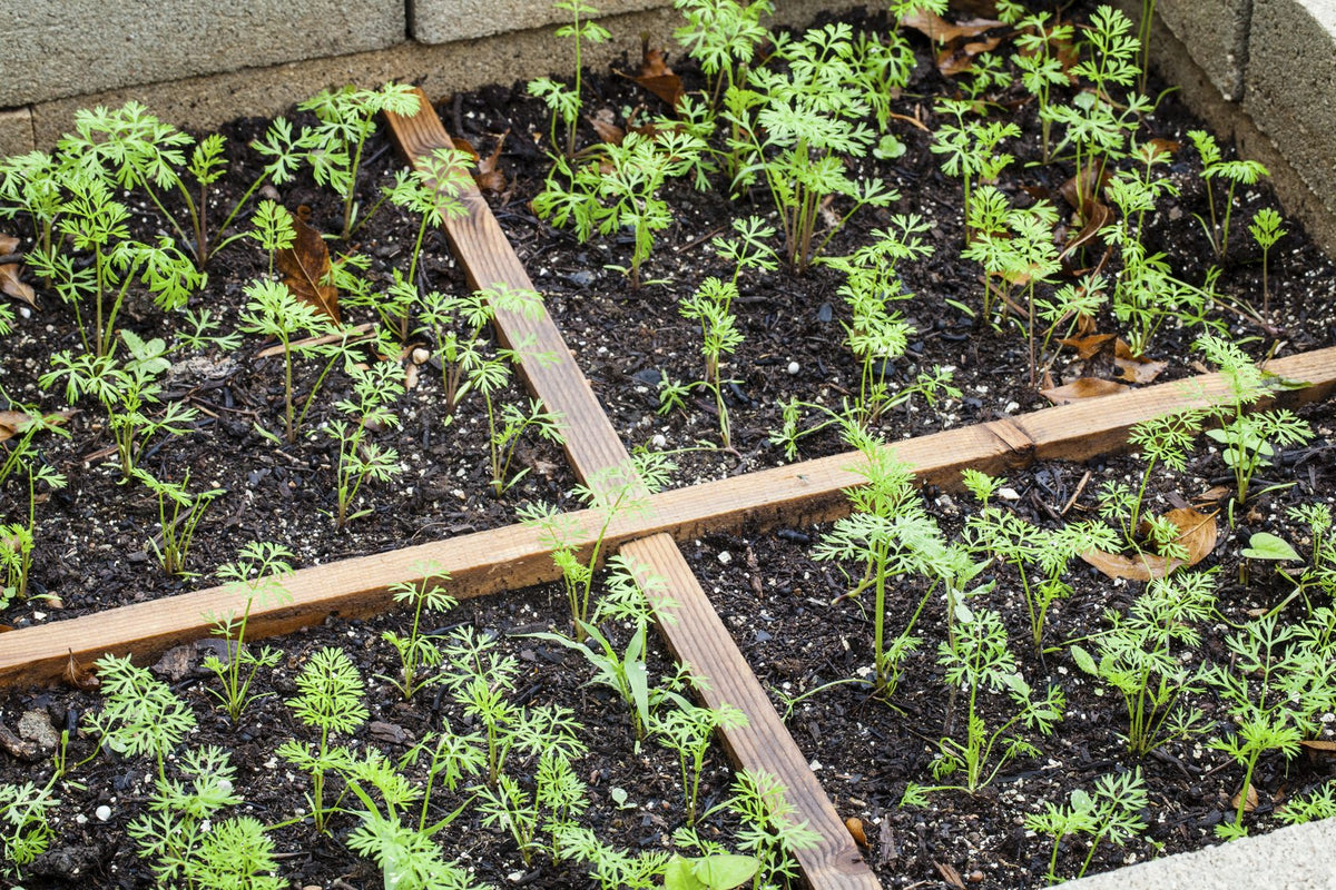 Learn how to plan a vegetable patch — جعفر شوب